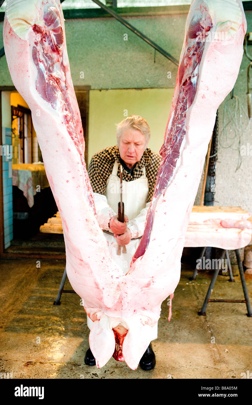 Pigs outdoor one person hi-res stock photography and images - Alamy