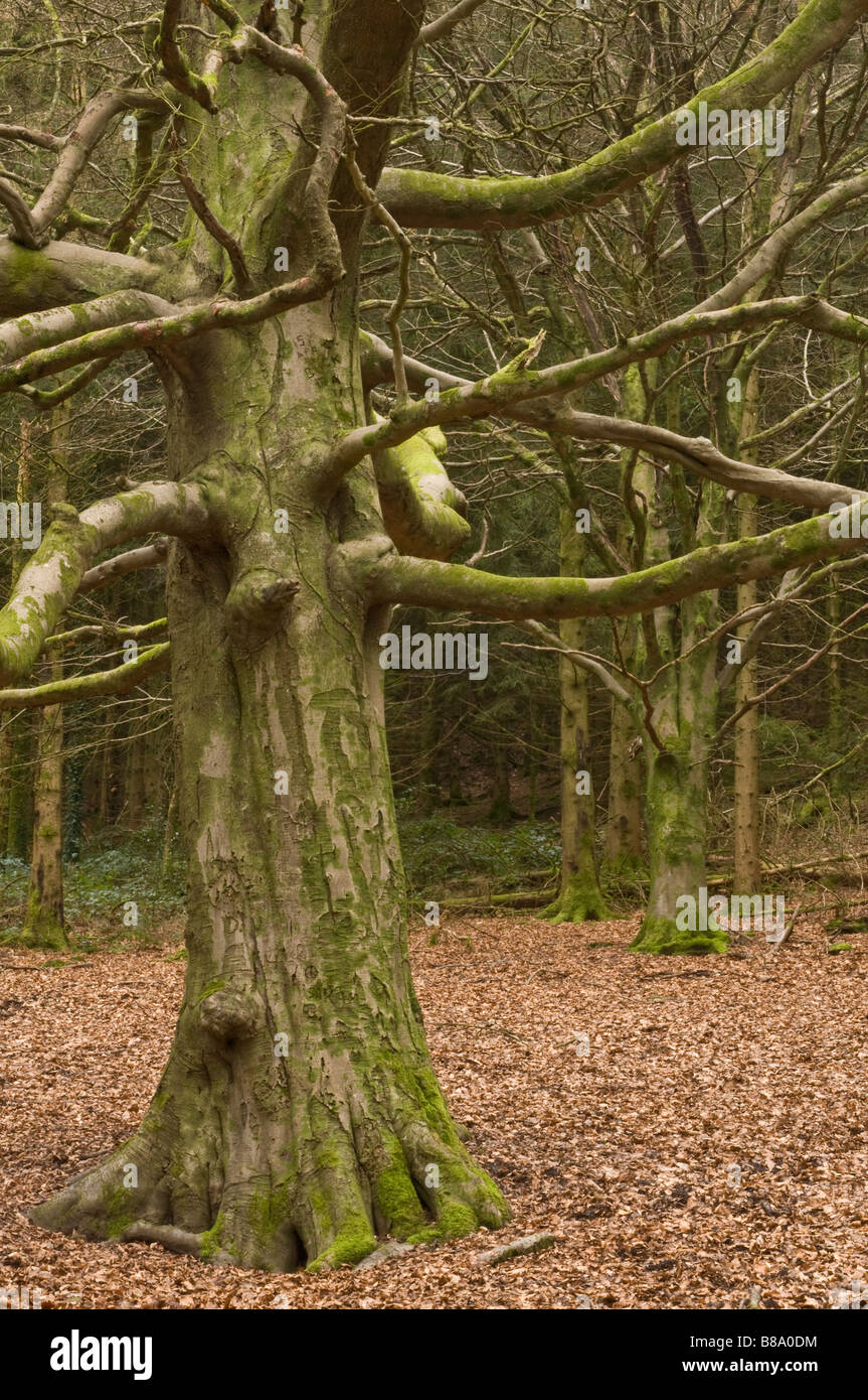 Beech tree winter hi-res stock photography and images - Alamy