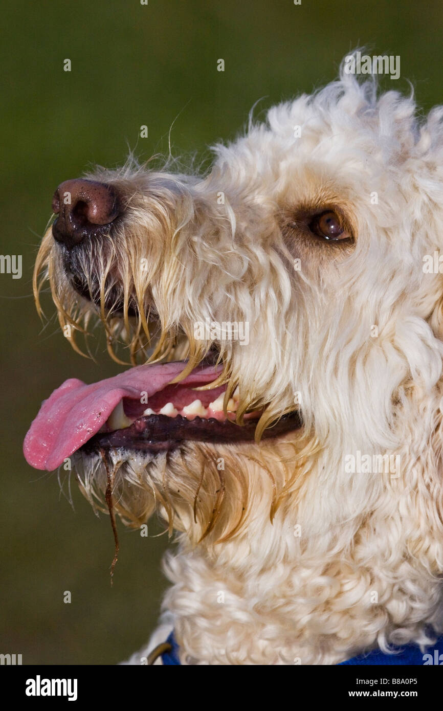 portrait of a smiling labradoodle Stock Photo - Alamy