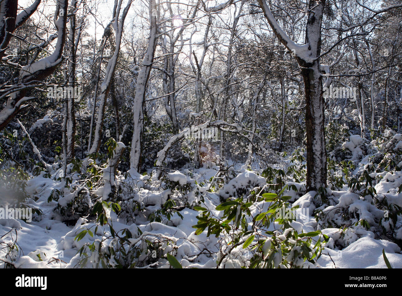 SNOWY WOOD SCENE Stock Photo - Alamy