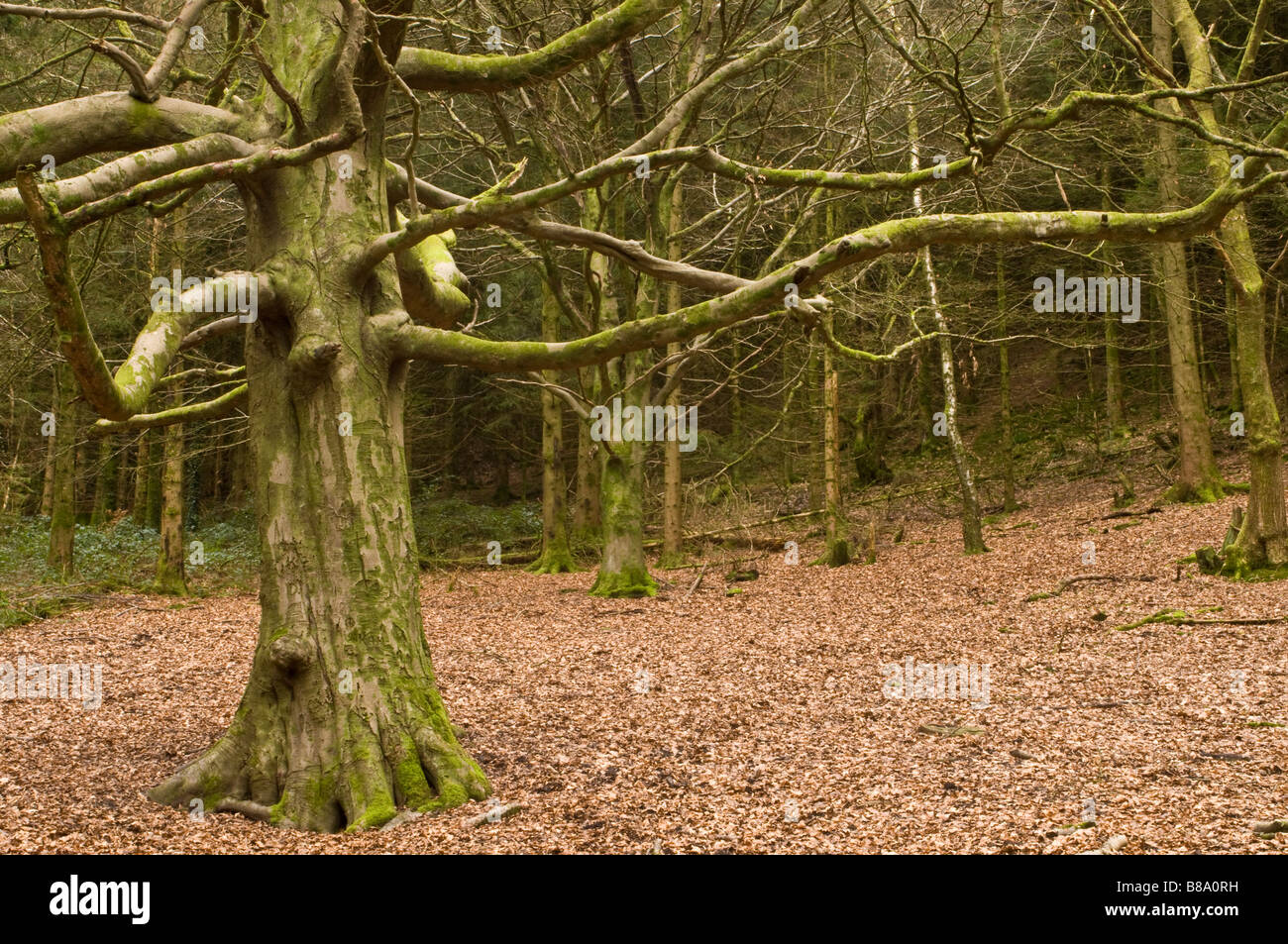 A beech tree in winter with long straggly branches Stock Photo - Alamy