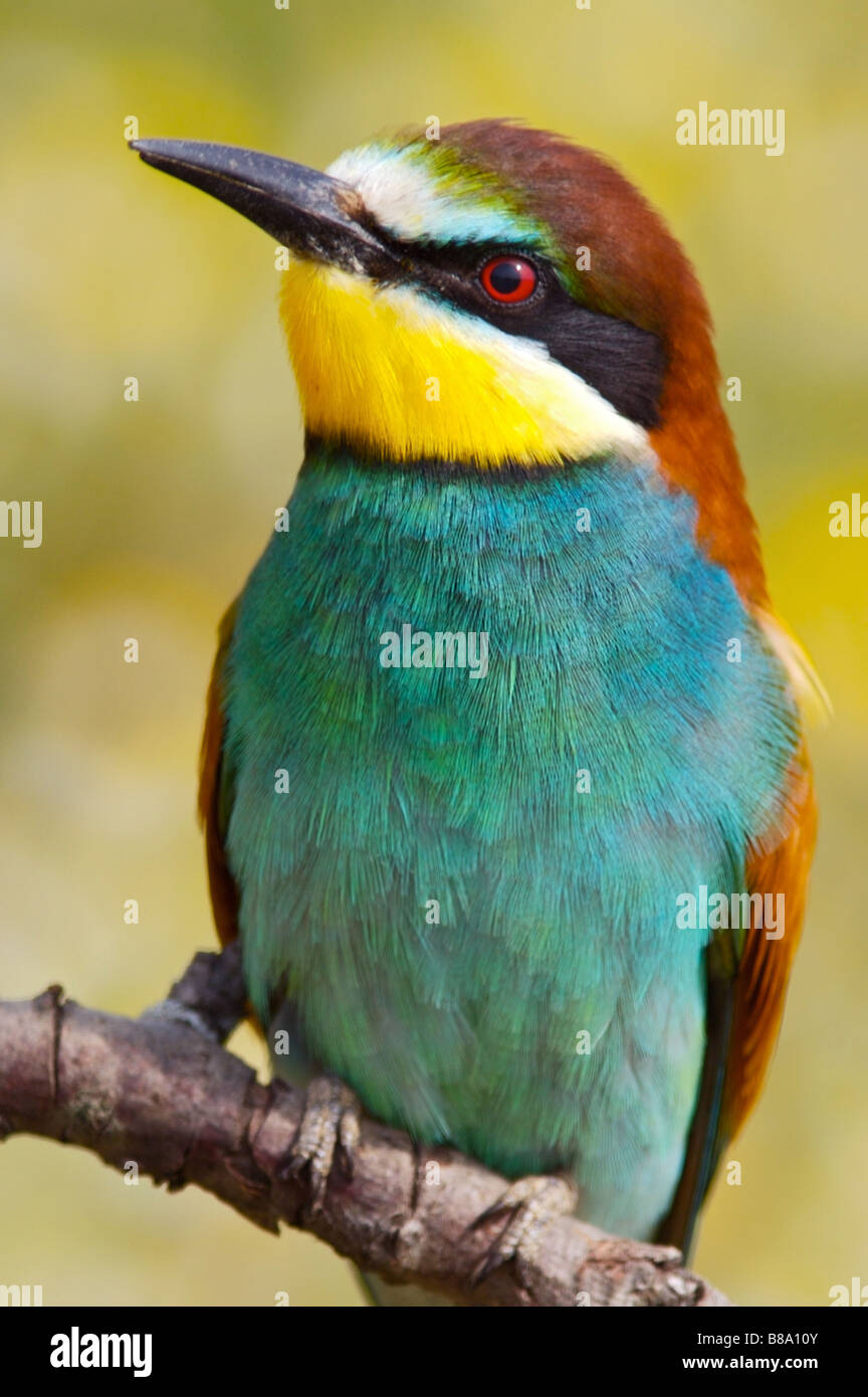 Photo of a bird of colors of the rainbow Stock Photo - Alamy