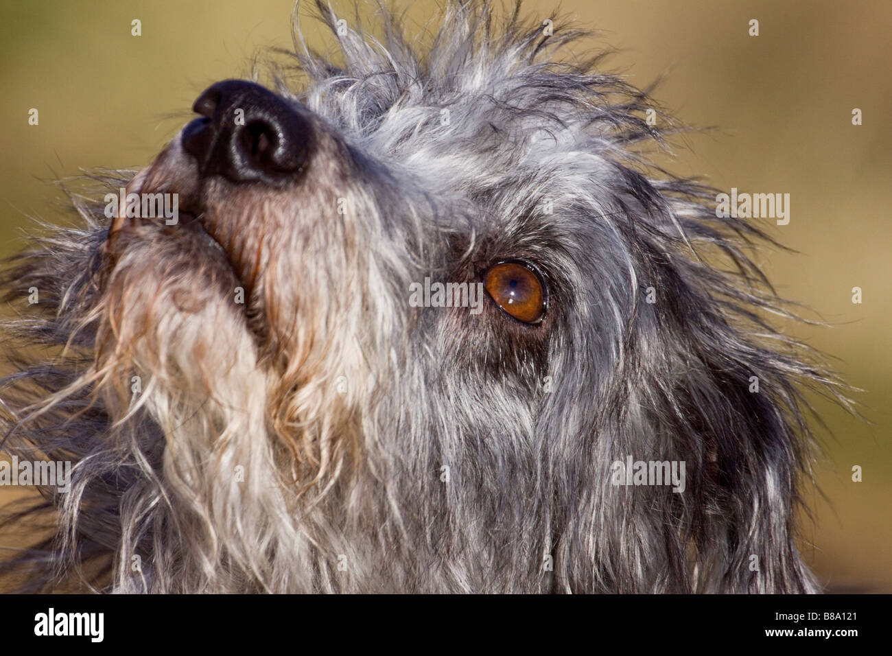 portrait of a rescue lurcher Stock Photo - Alamy