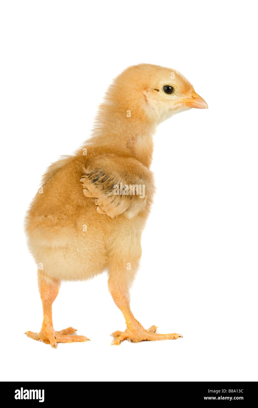 Yellow little chicken a over white background Stock Photo - Alamy