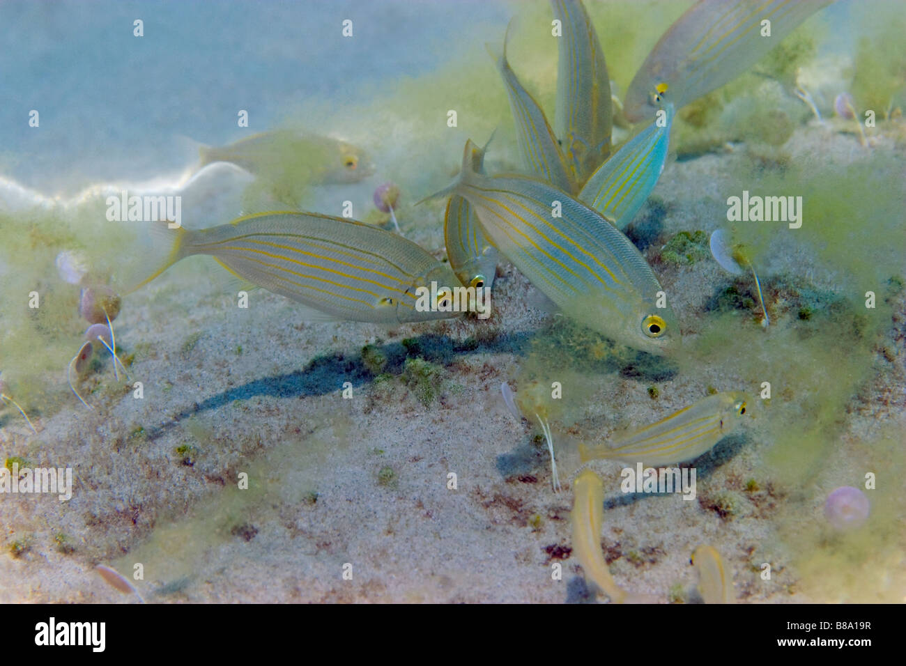 Salpa biology hi-res stock photography and images - Alamy