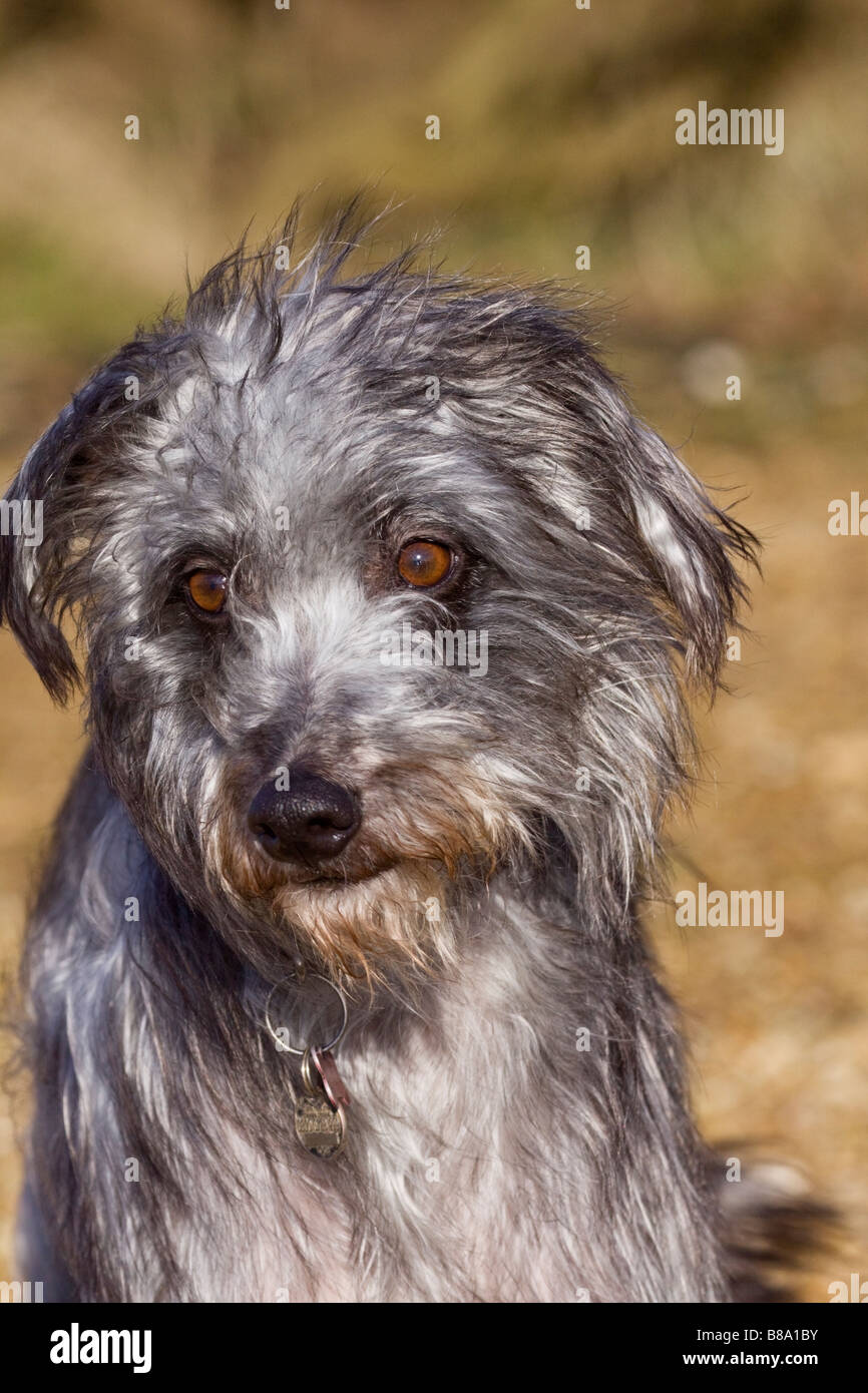 portrait of a rescue lurcher Stock Photo - Alamy