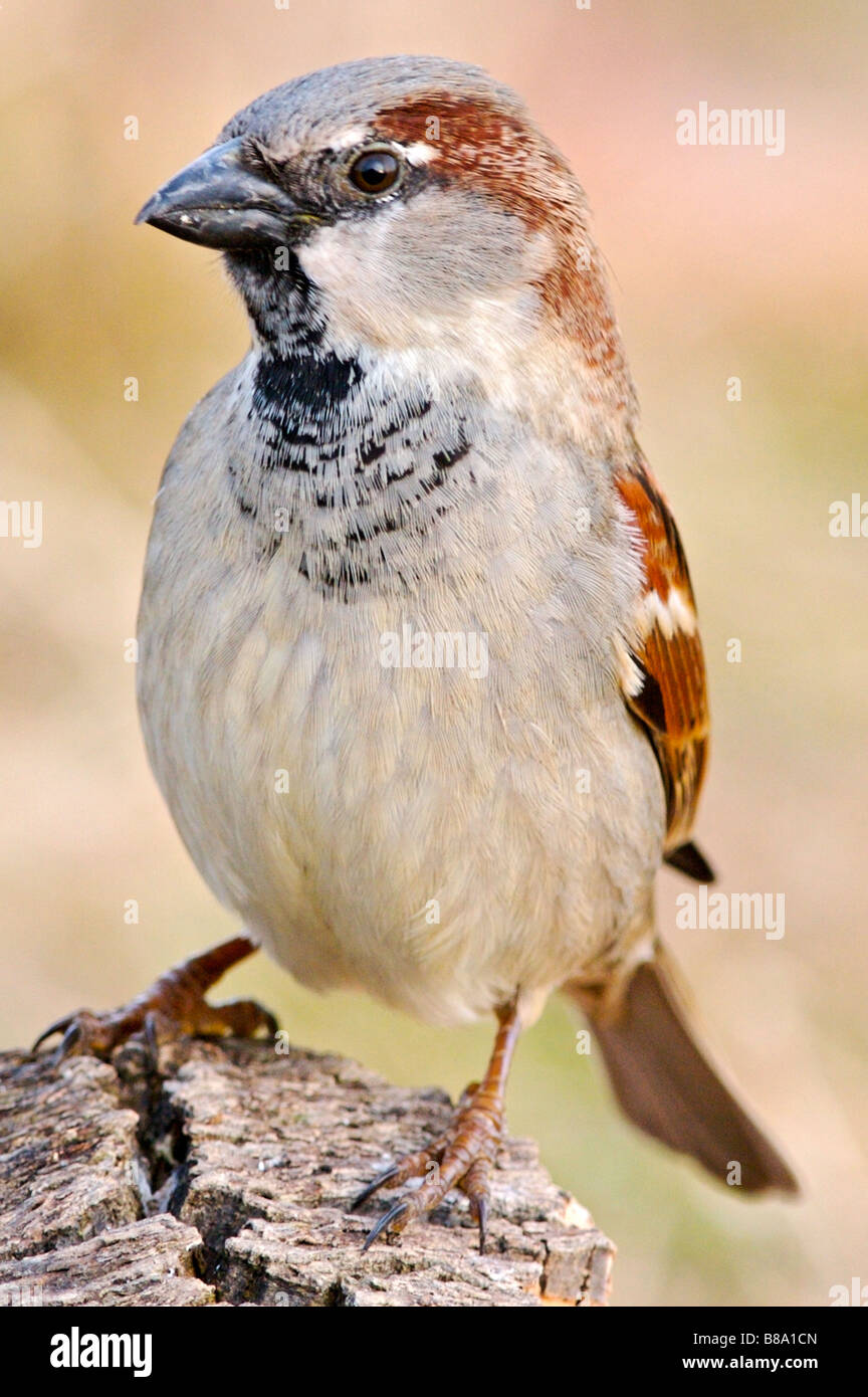 precious photo of a beautiful and colorful bird Stock Photo - Alamy