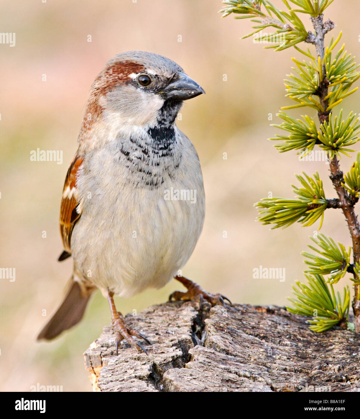 a pretty bird in an artificial innkeeper Stock Photo - Alamy