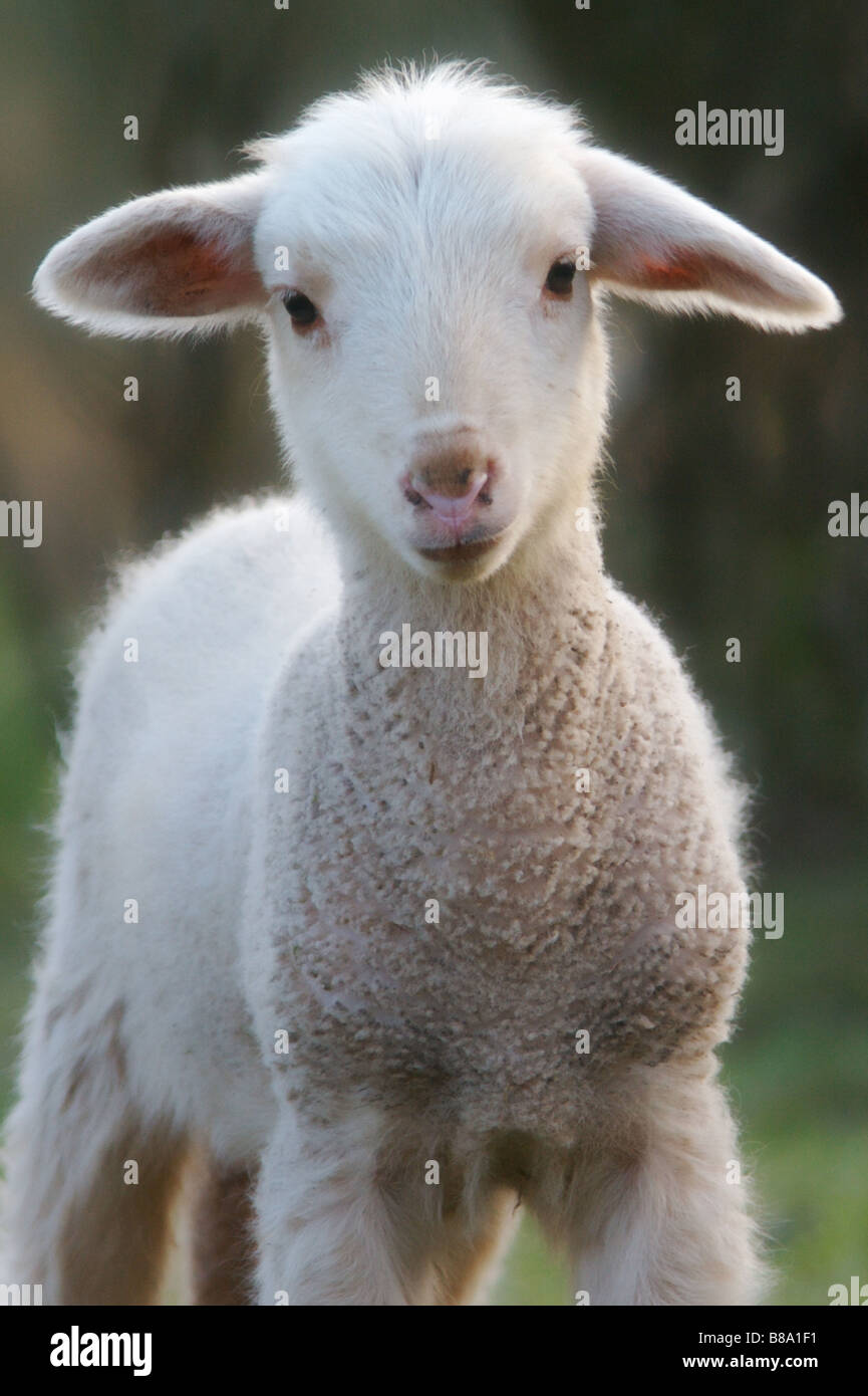 ewe baby in the field in freedom Stock Photo - Alamy