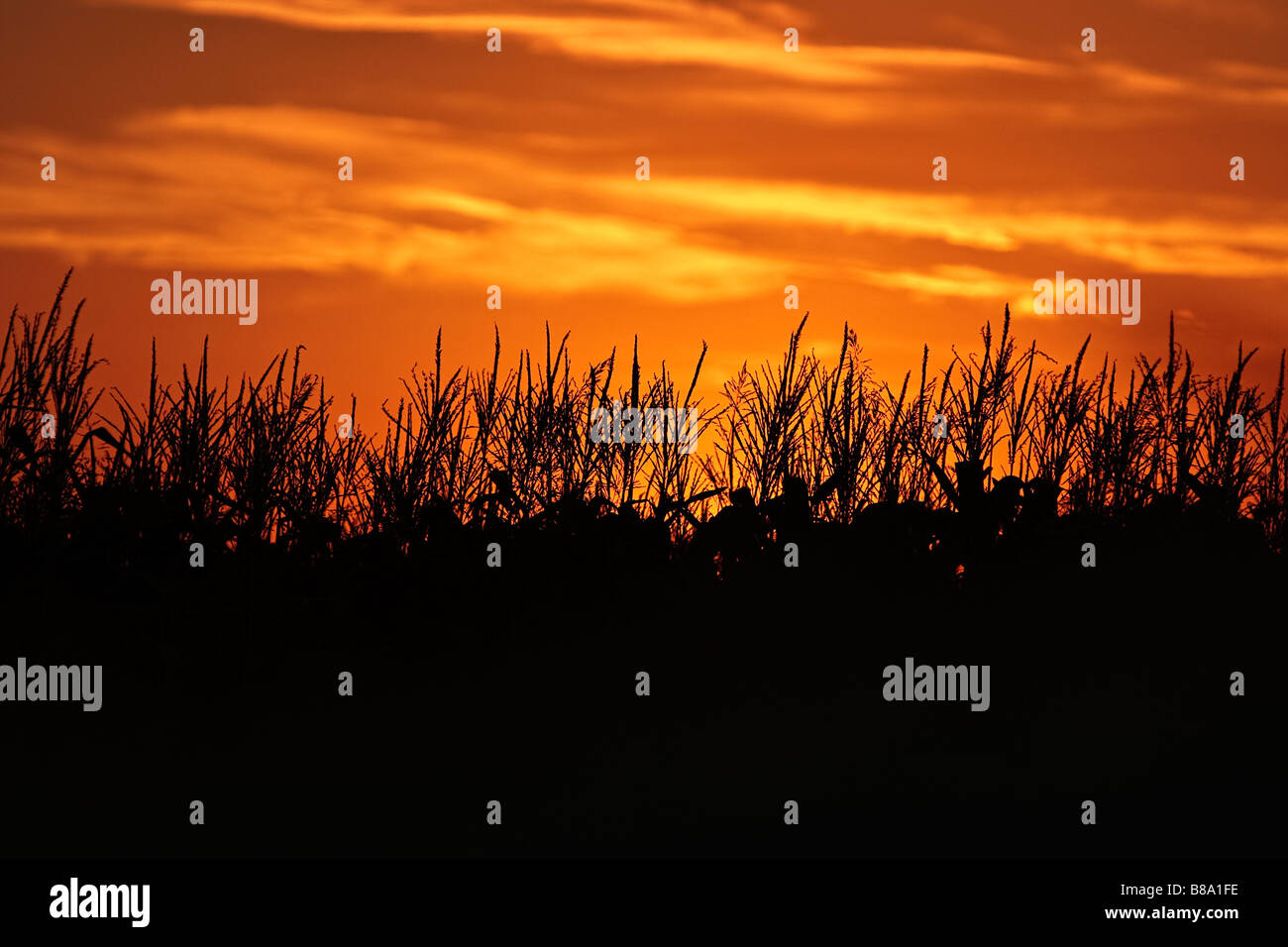 Corn silhouette at sunset Stock Photo - Alamy
