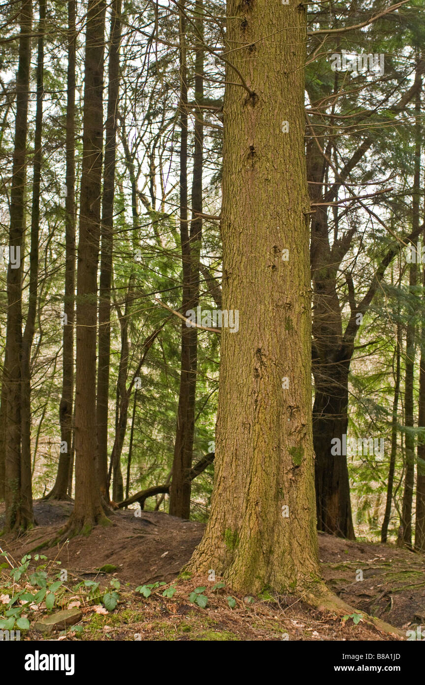Pine trees wales hi-res stock photography and images - Alamy