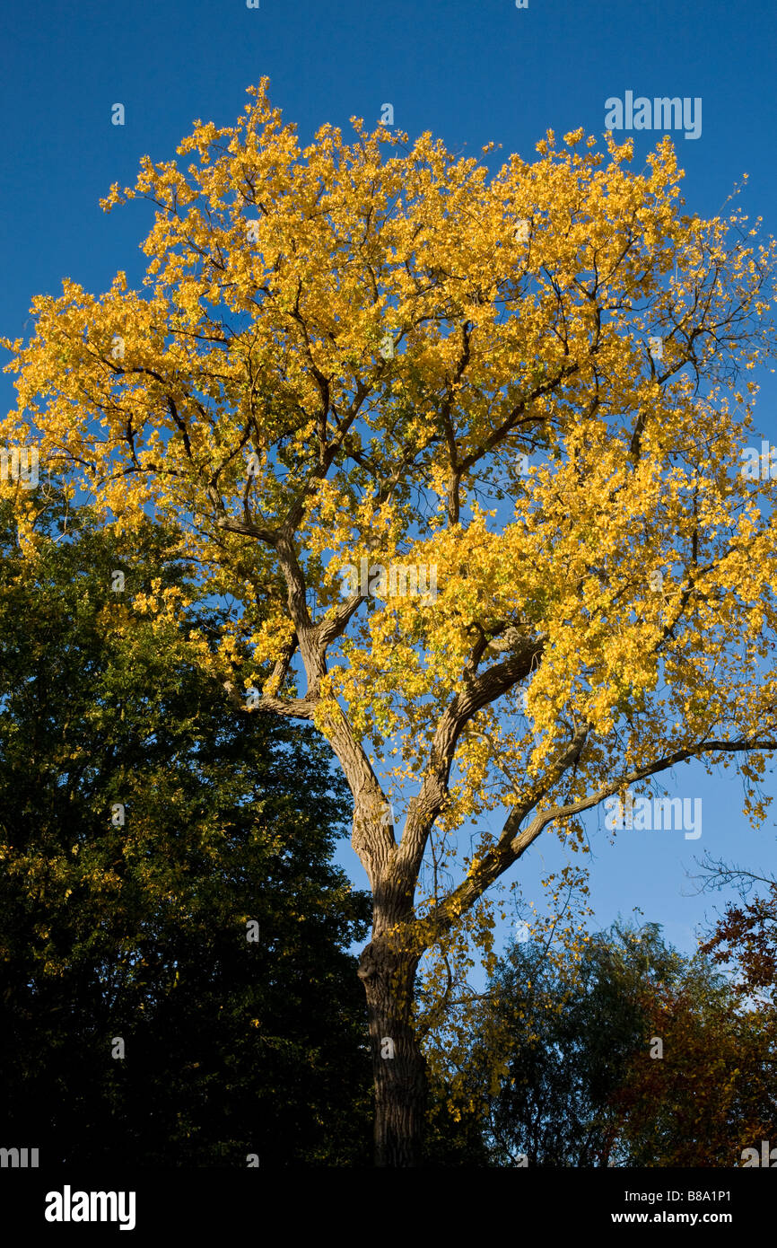 Autumnal colour of golden yellow oak tree leaves against a blue sky ...
