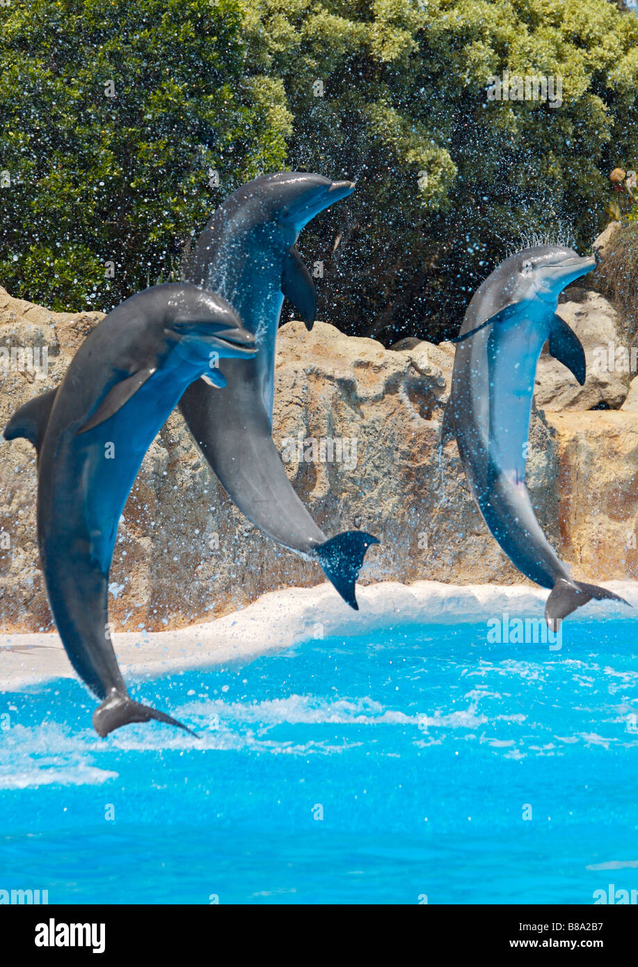 Photo of dolphins doing a show in the swimming pool Stock Photo - Alamy