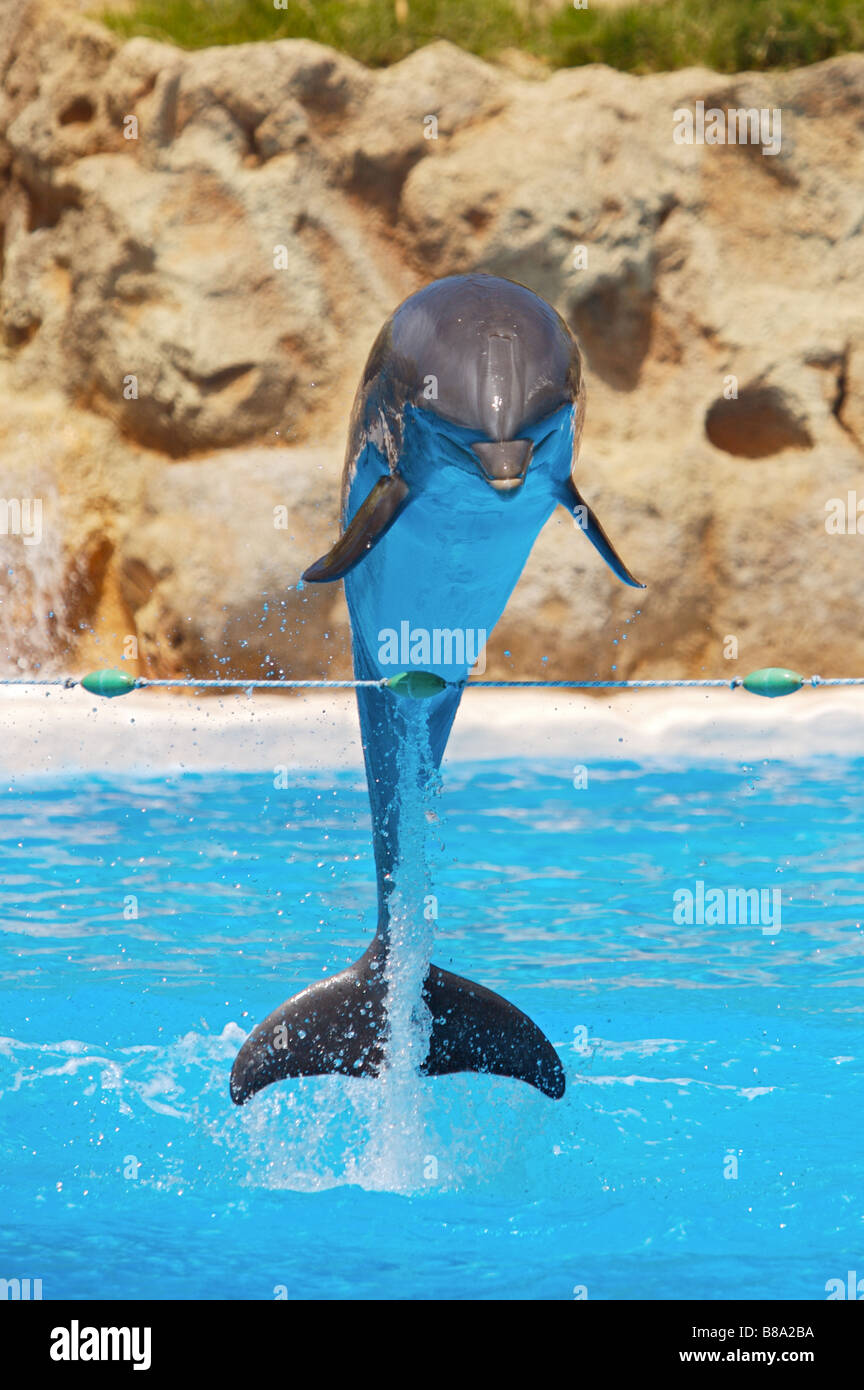 Photo of dolphins doing a show in the swimming pool Stock Photo - Alamy