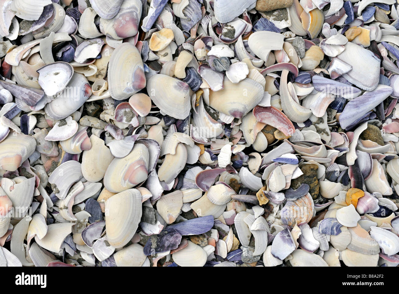 Shells africa hi-res stock photography and images - Alamy