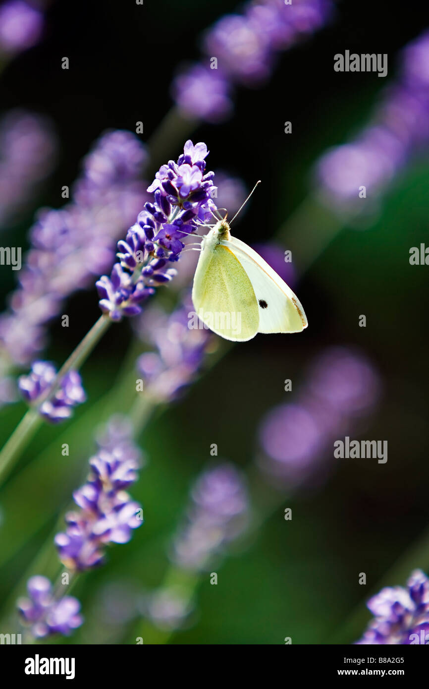 Lavandula lavender hi-res stock photography and images - Alamy