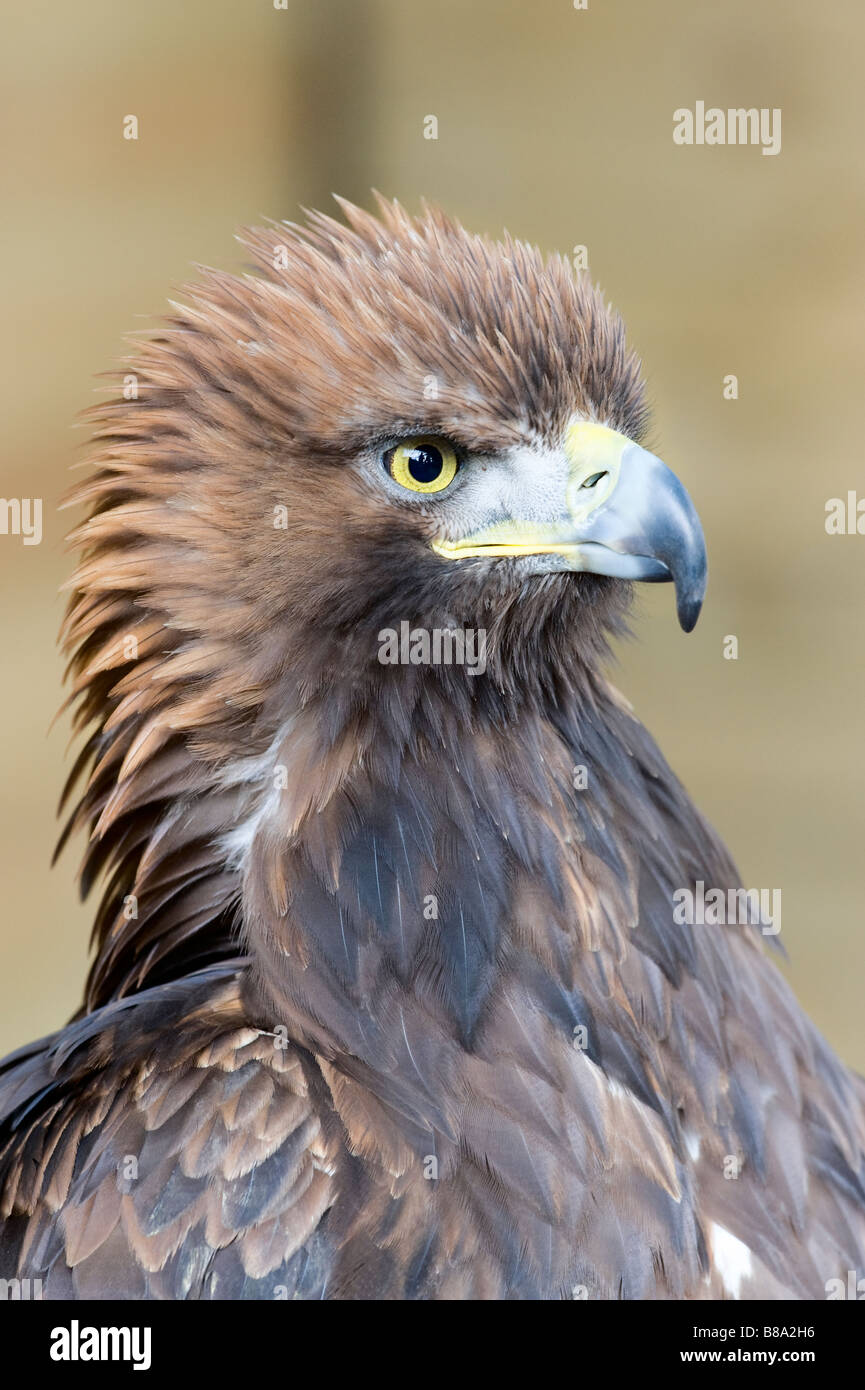 Tall eagle hi-res stock photography and images - Alamy