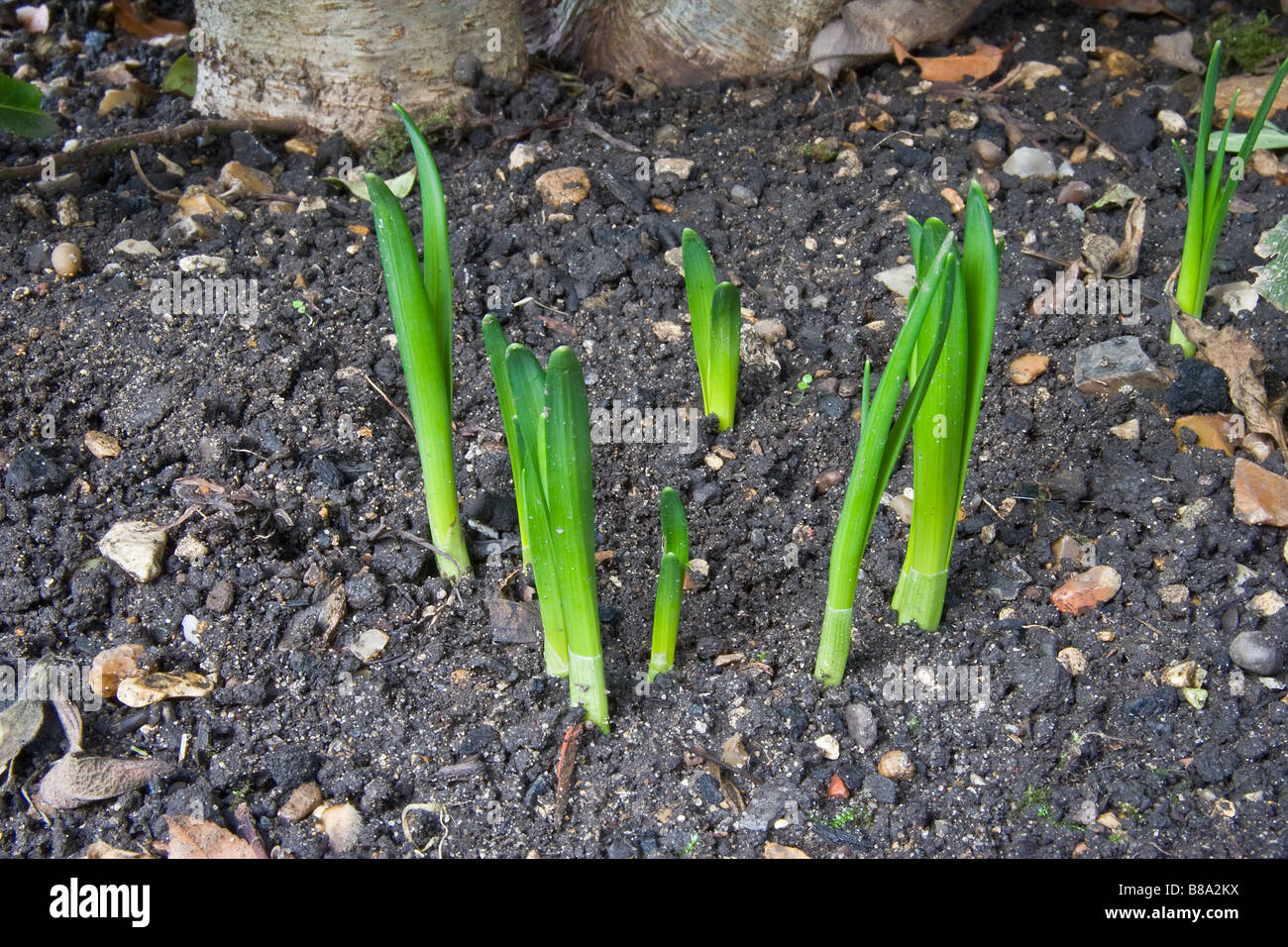 New green shoots hi-res stock photography and images - Alamy