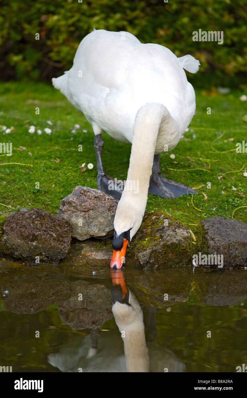 a photo of a pretty swan drinking water Stock Photo - Alamy