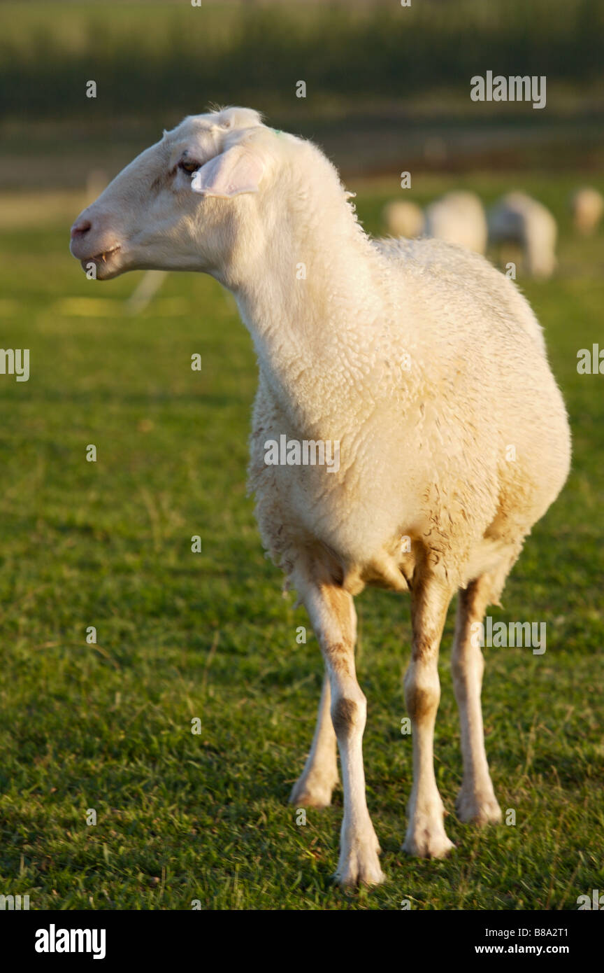 ewe baby in the field in freedom Stock Photo - Alamy