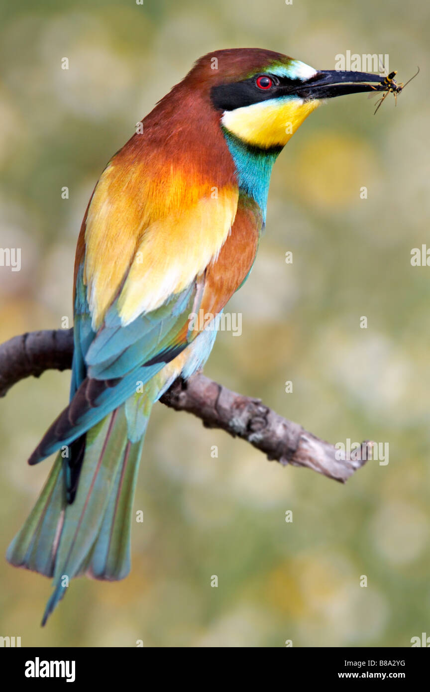 pretty bird in freedom with the colors of the rainbow eating a wasp ...