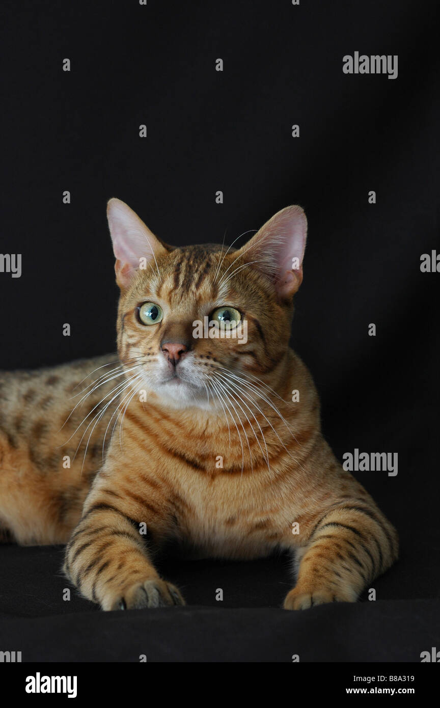 Bengal cat breeds hi-res stock photography and images - Alamy