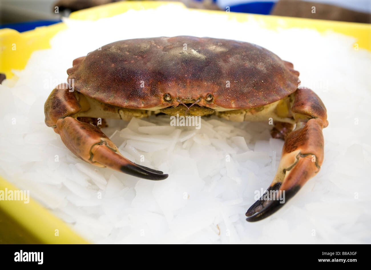 Brown Crab Stock Photos & Brown Crab Stock Images - Alamy