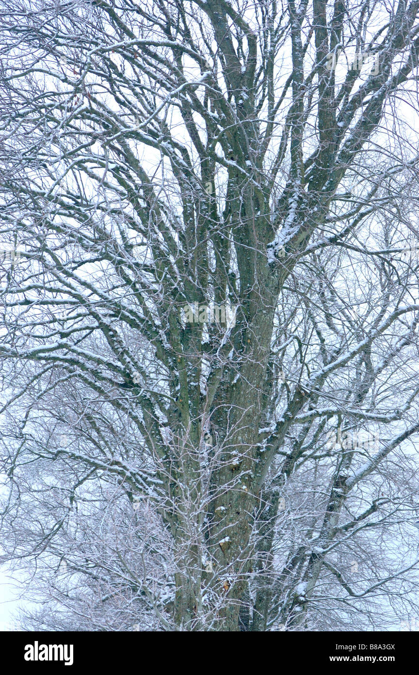 Winter Tree Without Leaves High Resolution Stock Photography and Images ...