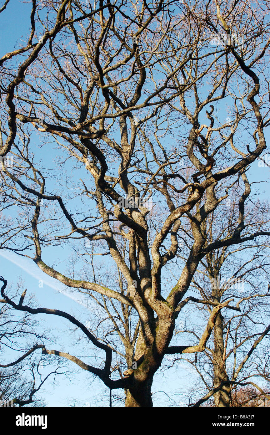 Tree without leaves during autumn in Gothenburg,Sweden Stock Photo - Alamy