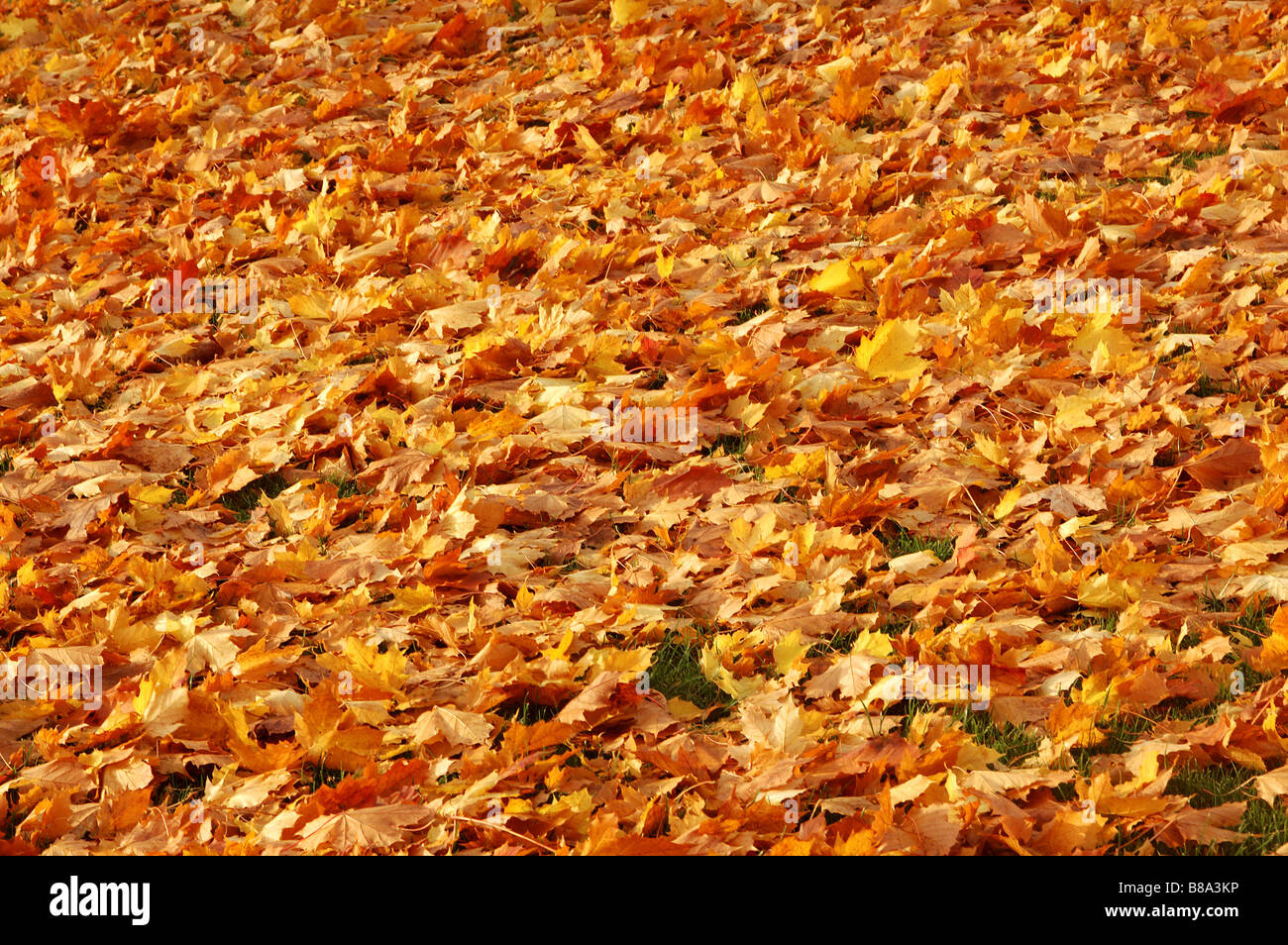 Autumn foliage golden yellow leaves fallen from maple tree,Gothenburg ...