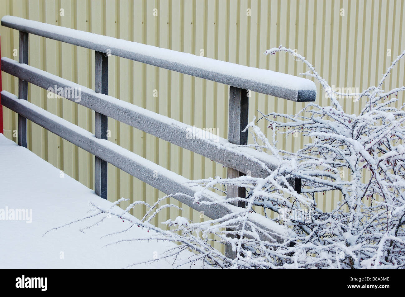 Vertical and diagonal lines and bush,snow on wooden fence and bush ...
