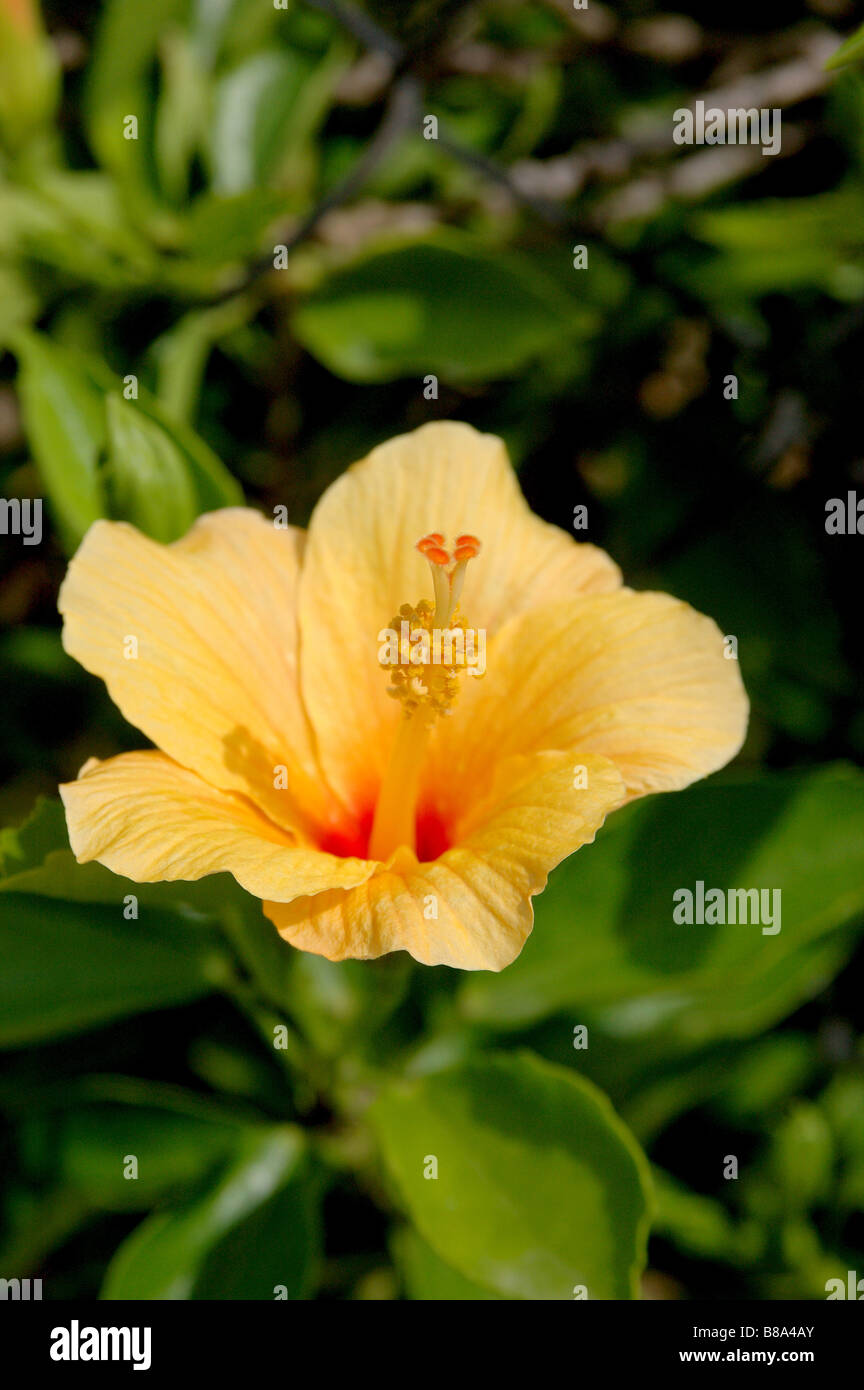 Jaswand plant hi-res stock photography and images - Alamy