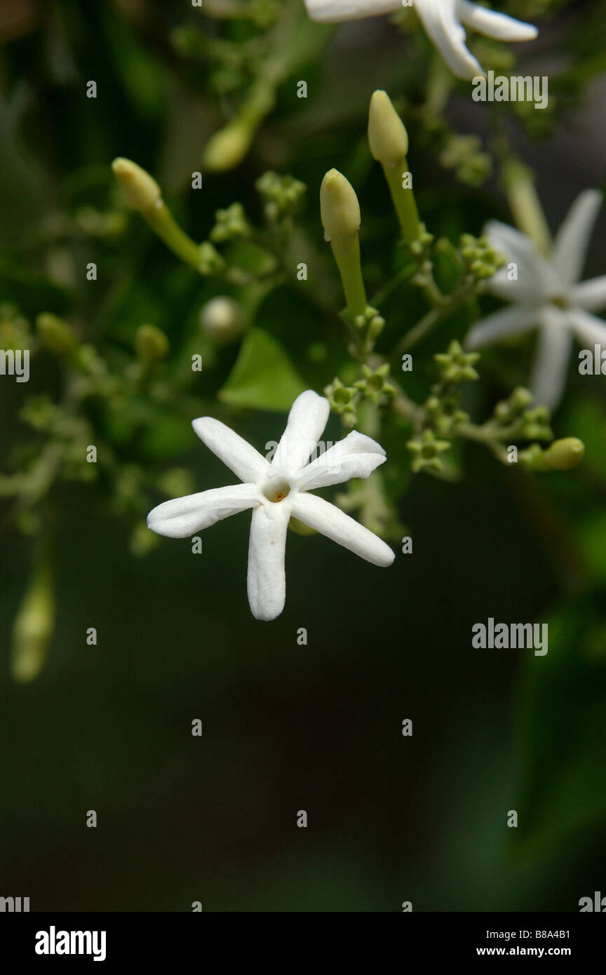 Flower ; Jaai ; Jui ; Jasmine ; white flower on creeper Stock Photo - Alamy
