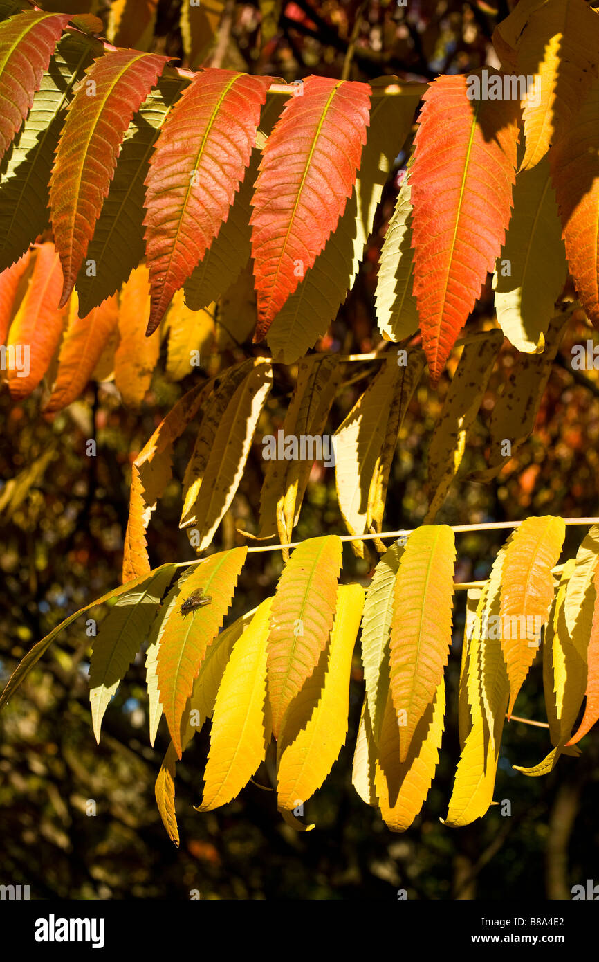 Leaves in red and yellow autumnal colour Stock Photo - Alamy