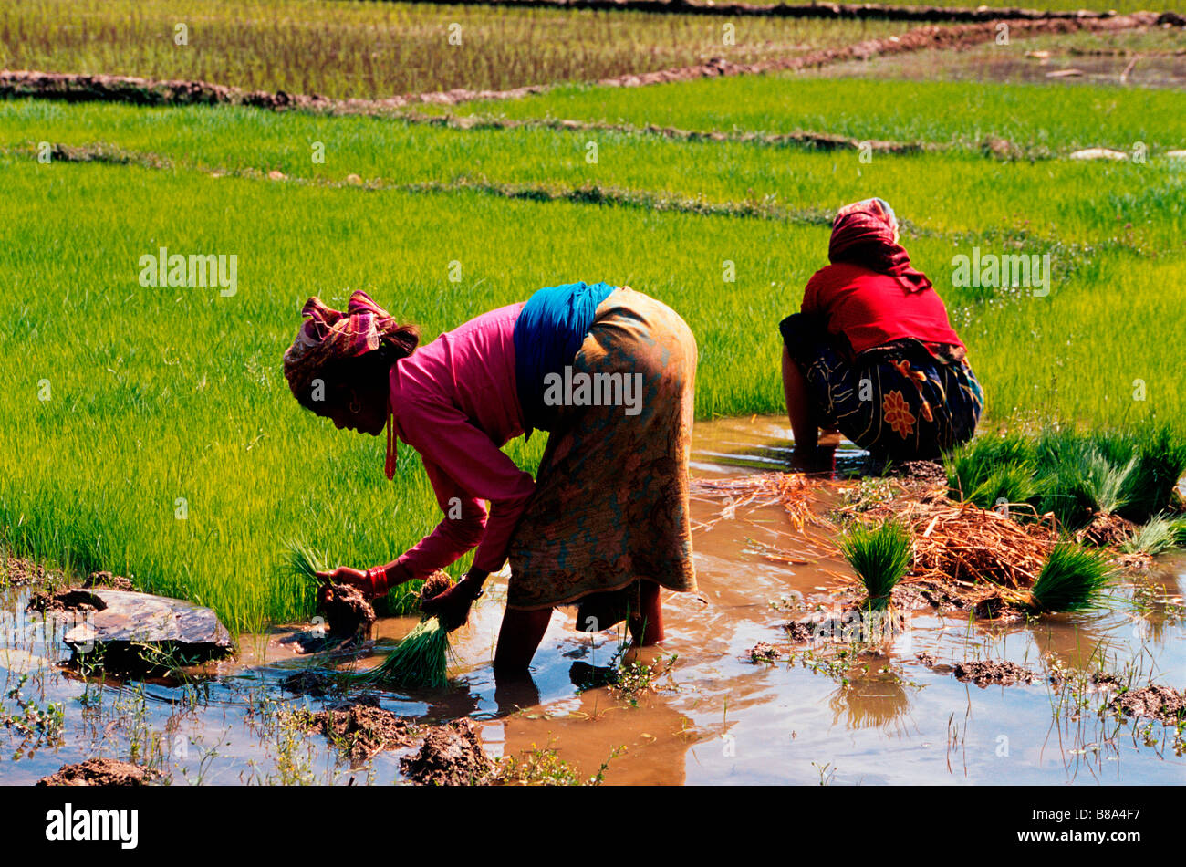Nepal,Rice Paddy Workers Stock Photo - Alamy
