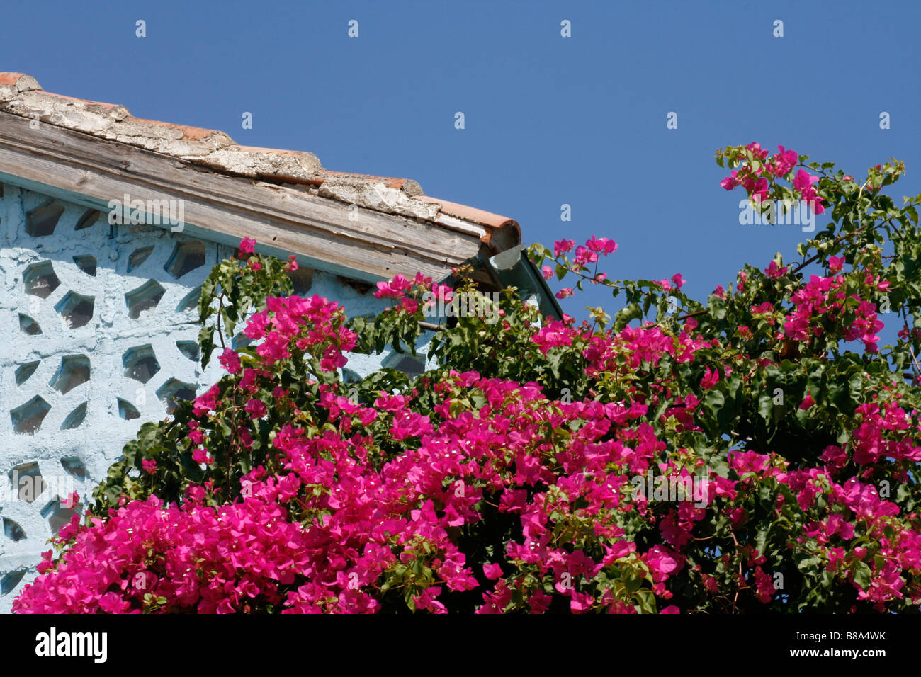 A typical Cretan building, with beautiful pink flowers Stock Photo - Alamy
