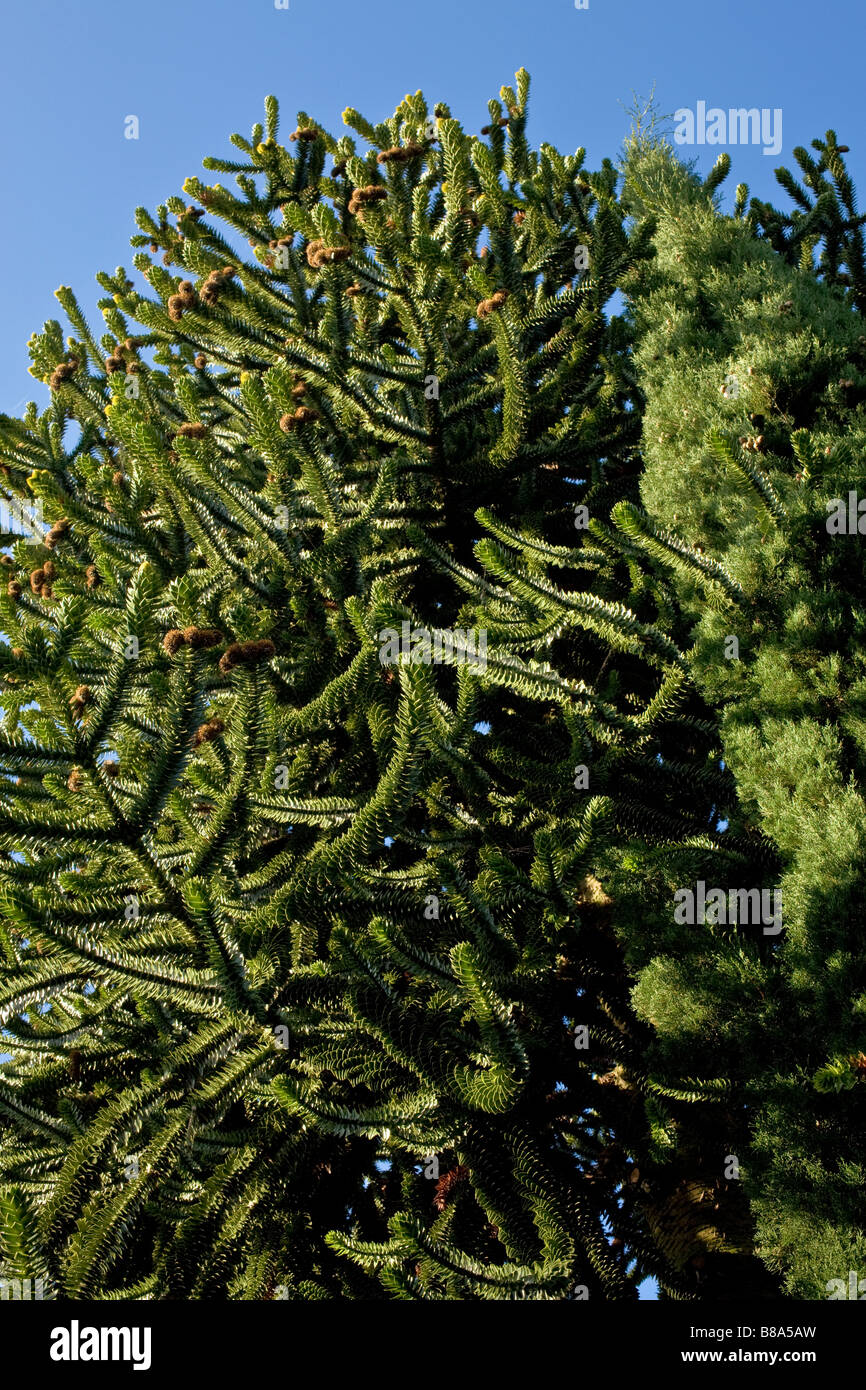 Monkey puzzle tree with cones at Oxford Botanical Garden, England, UK ...