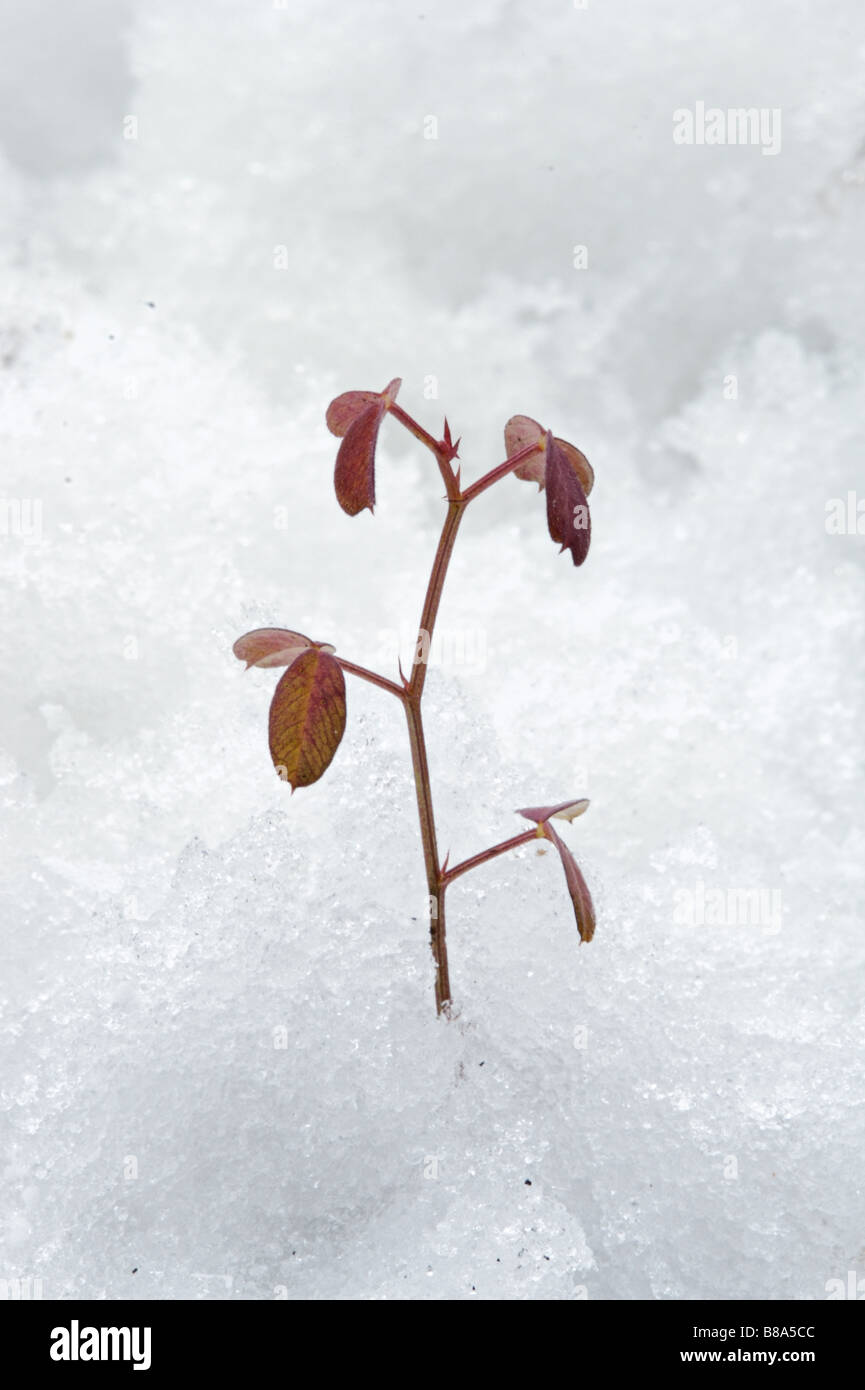 photo of a plant in congealed winter Stock Photo - Alamy