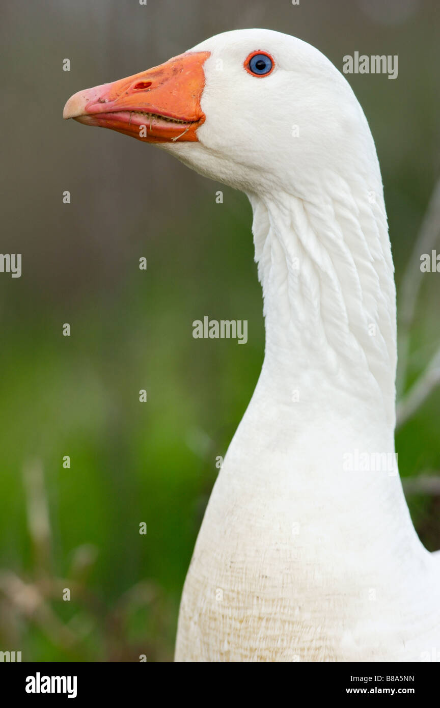 a photo of a duck in freedom Stock Photo - Alamy
