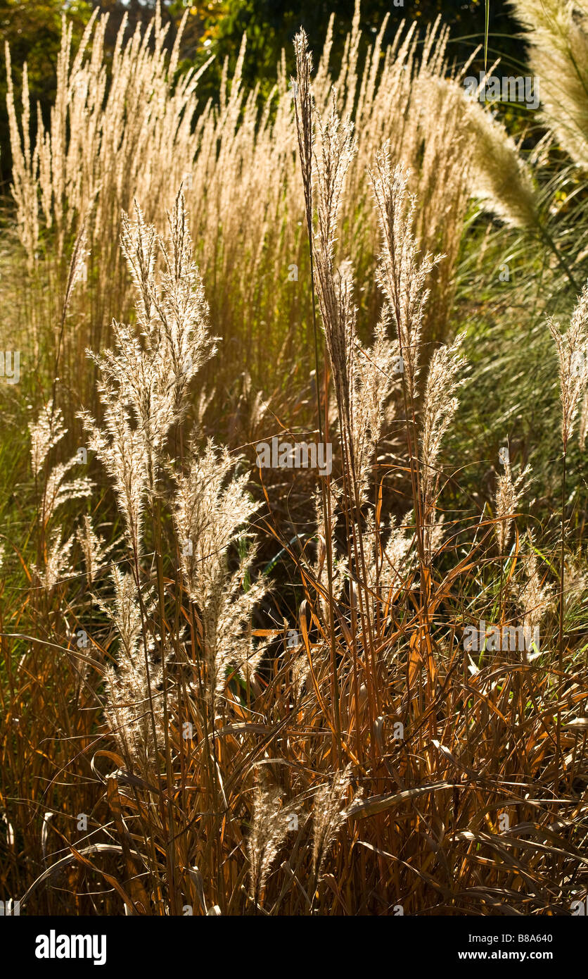 Assorted feathered reed grasses at the Oxford Botanical Gardens ...
