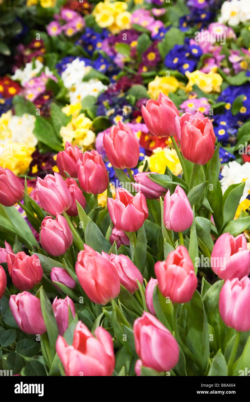 Colourful garden spring hi-res stock photography and images - Alamy
