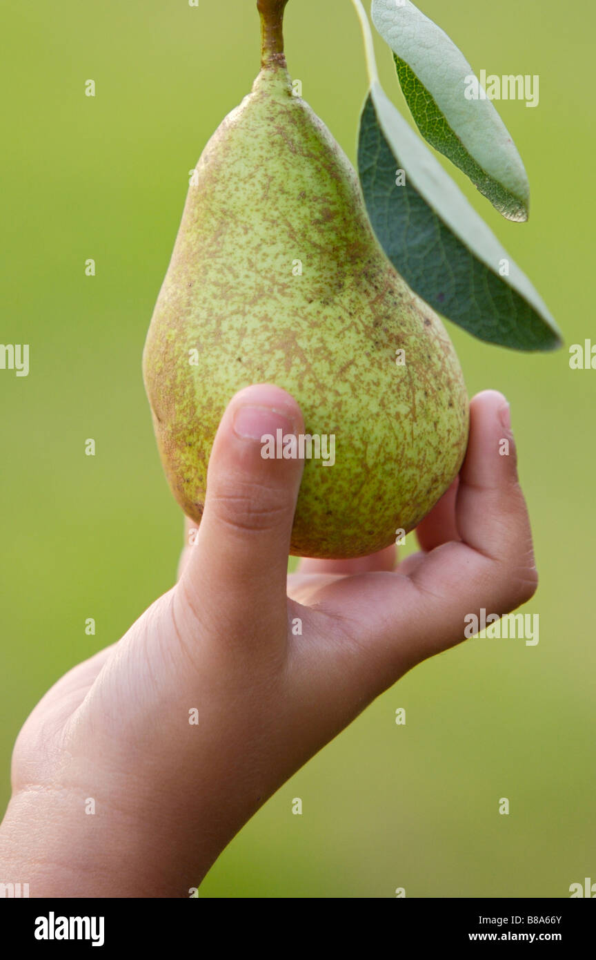 A hand catching a delicious green pear Stock Photo - Alamy
