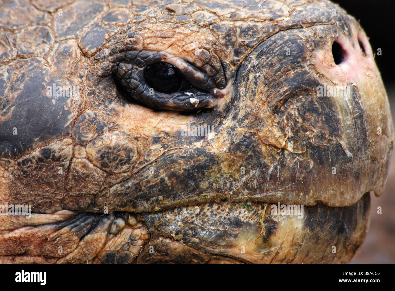 Galapagos tortoise eye hi-res stock photography and images - Alamy