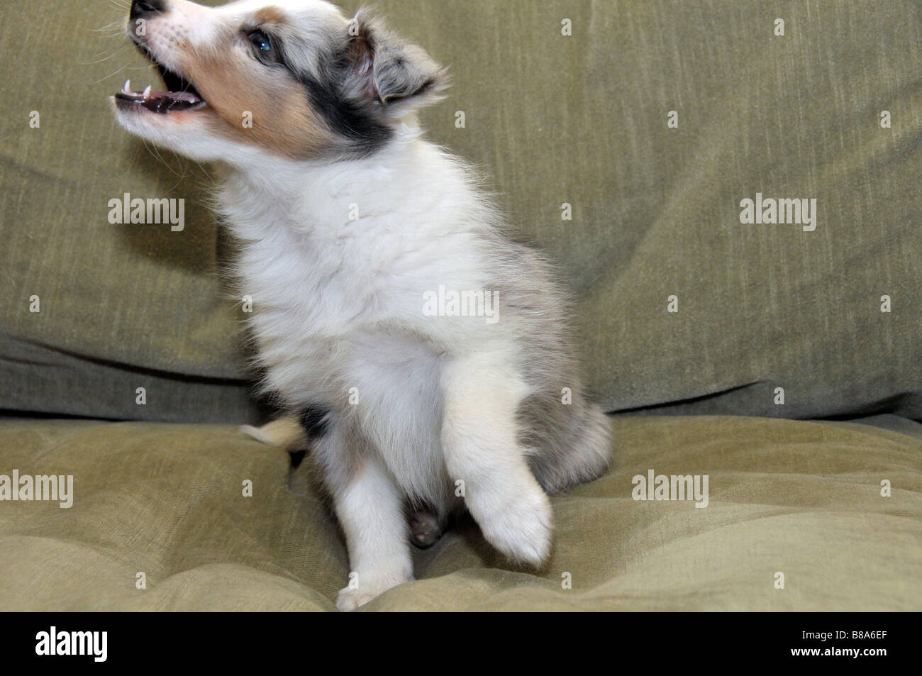 Singing Puppy Dog Stock Photos & Singing Puppy Dog Stock Images - Alamy