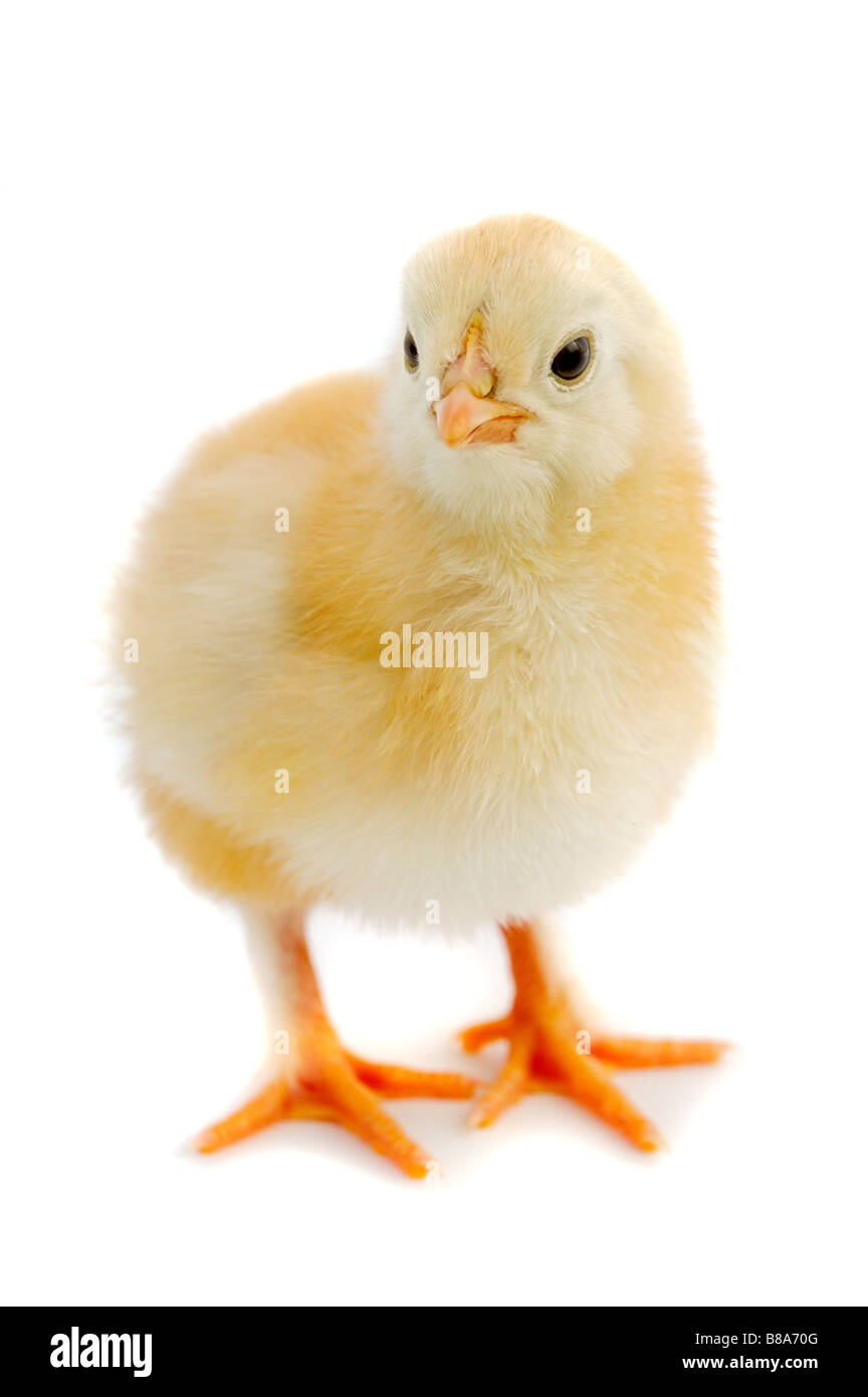 One small chicken a over white background Stock Photo - Alamy