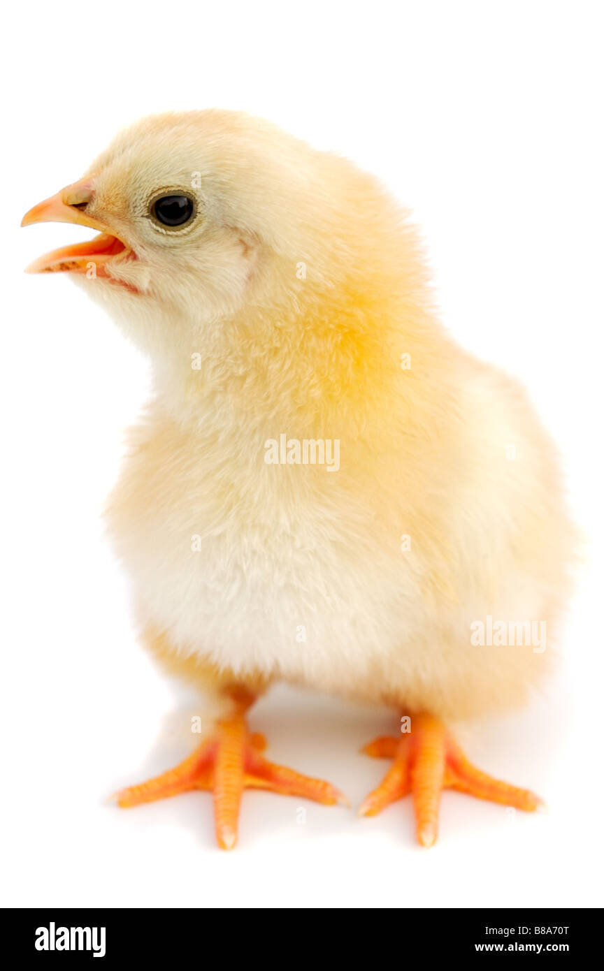 adorable baby chick a over white background Stock Photo - Alamy