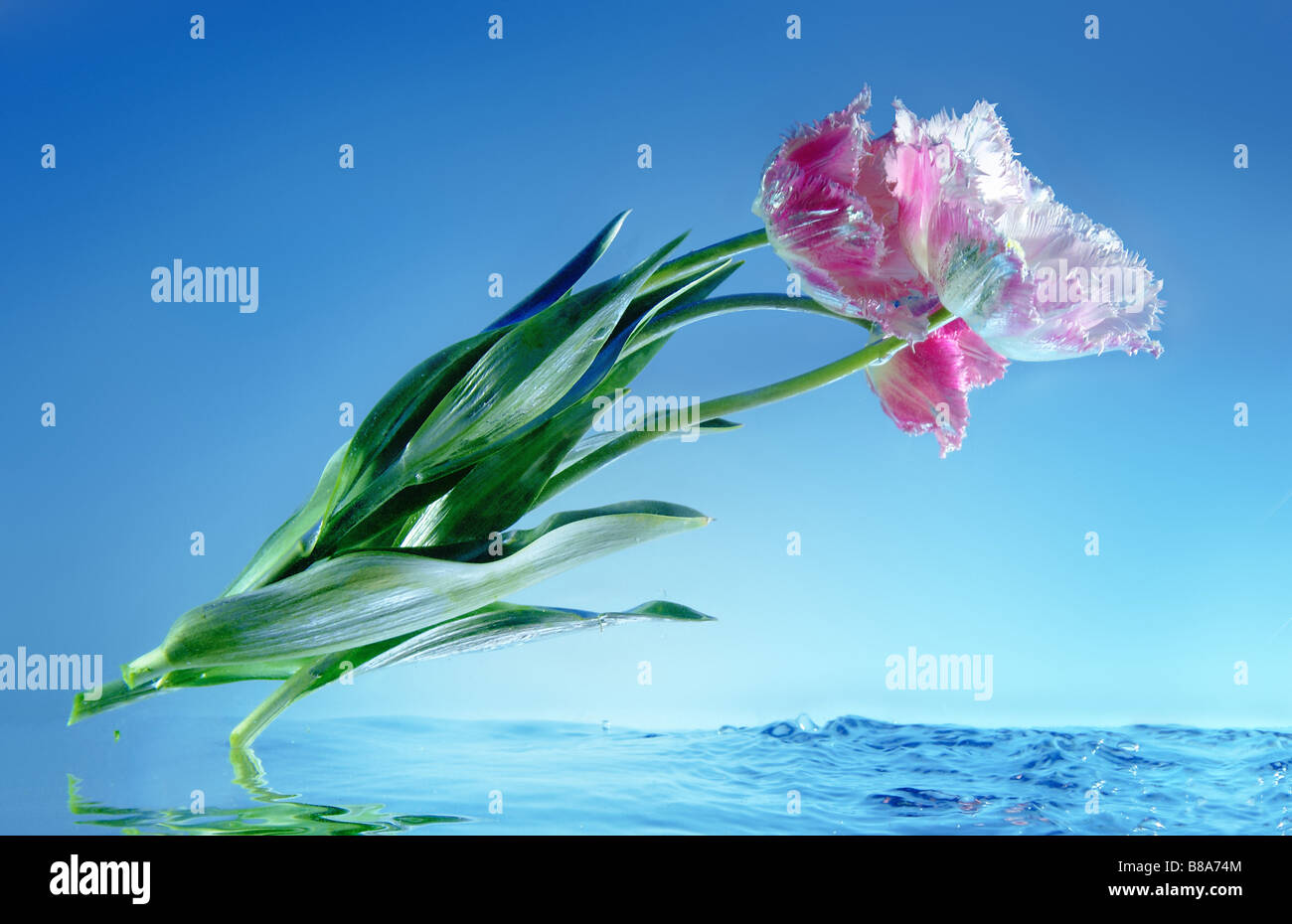 floating tulip (tulipa) under water Stock Photo - Alamy