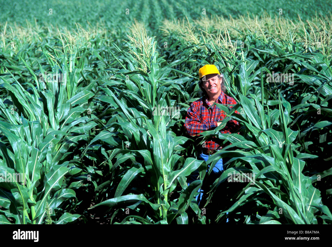 Farmer posing for camera in his cornfield, Midwestern United States ...