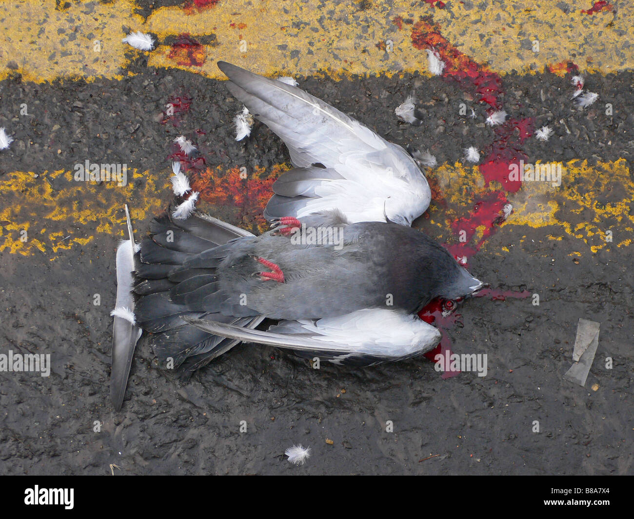 Pigeon blood hi-res stock photography and images - Alamy
