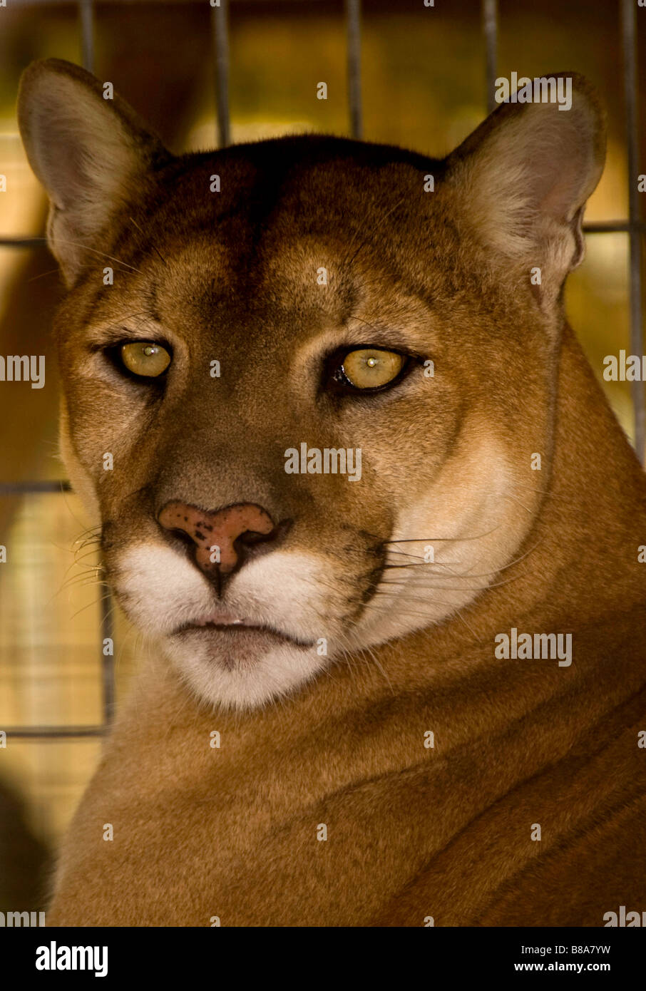 Endangered species Florida panther at Wootens Airboat Rides attraction ...